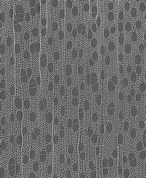 Cross section images from μCT dataset of willow a b c and poplar Download Scientific