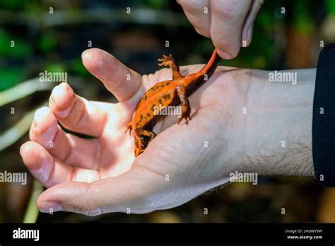 Sword Tailed Newt Cynops Ensicauda Ventral View From Amami Oshima