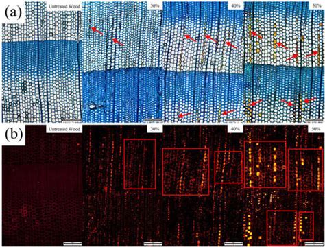 Polymers Special Issue Cellulose Based Functional Materials