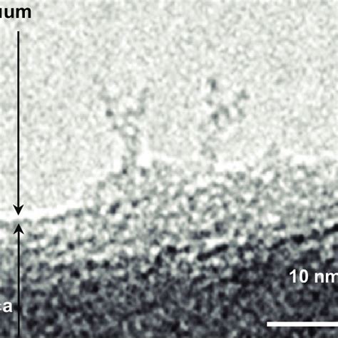 Antibody Microscope At Seth Reynolds Blog