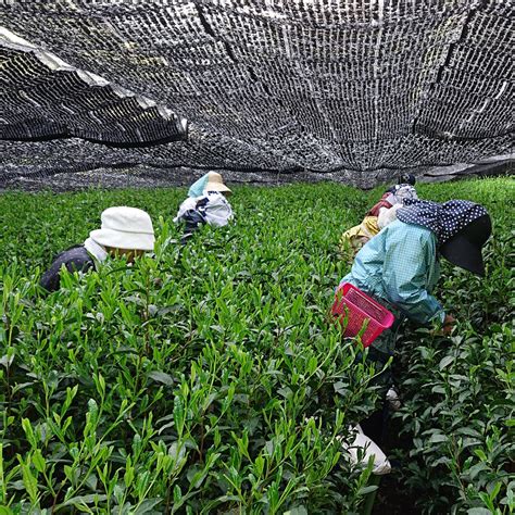 Everything You Need To Know About Matcha Green Tea Organic Shoppe