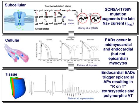 Ppt Thursday Monodomain Modeling In Cardiac Electrophysiology Powerpoint Presentation Id