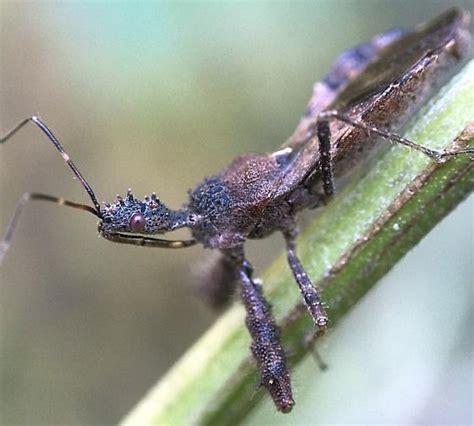Assassin Bug Bugguidenet