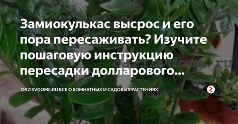Замиокулькас высрос и его пора пересаживать Изучите пошаговую инструкцию пересадки долларового