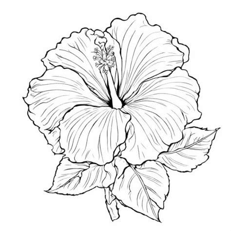 Download Black And White Hibiscus Flower Drawing Coloring Pages Online