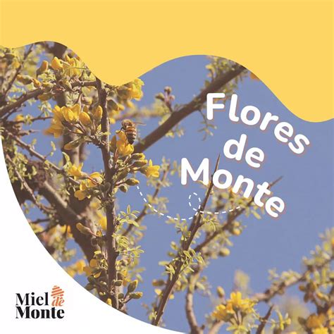 Miel De Monte ¿conocés Las Flores De Monte Que Le Dan El Facebook