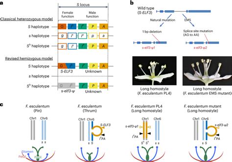 Genetic Architecture Of The F Esculentum Mating System A Models To Download Scientific