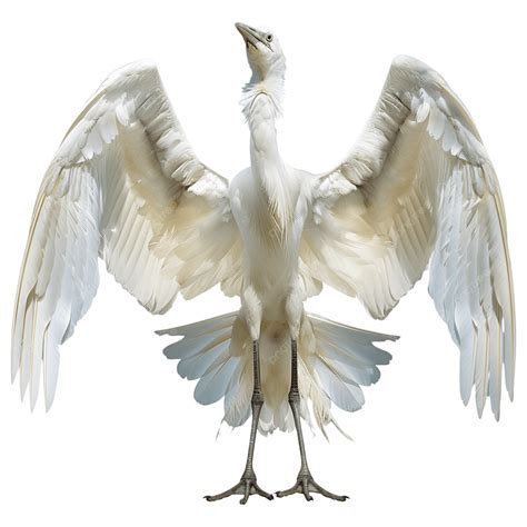 A Large White Bird With Outstretched Wings Standing White Bird Large
