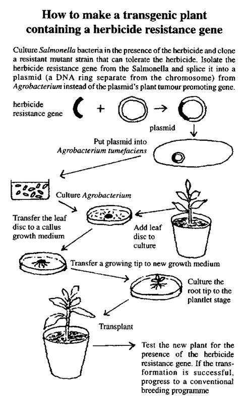 Genetic Engineering Process Flow Chart Genetic Engineering Process Flow Chart