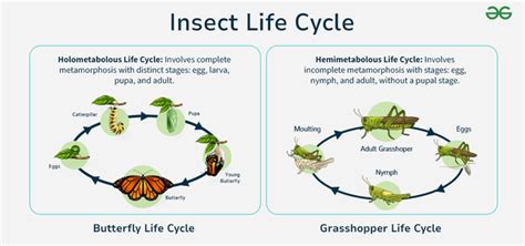 Insect Life Cycle Geeksforgeeks