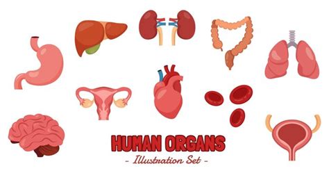 인간 장기 일러스트레이션 세트 프리미엄 벡터