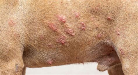 What Do Dog Allergy Hives Look Like Photos And Immediate Care Steps