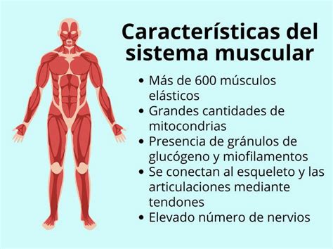 Sistema Muscular Qué Es Funciones Y Partes Con Dibujos