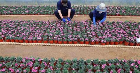 인천환경공단 쓰레기 소각열로 가꾸는 카네이션