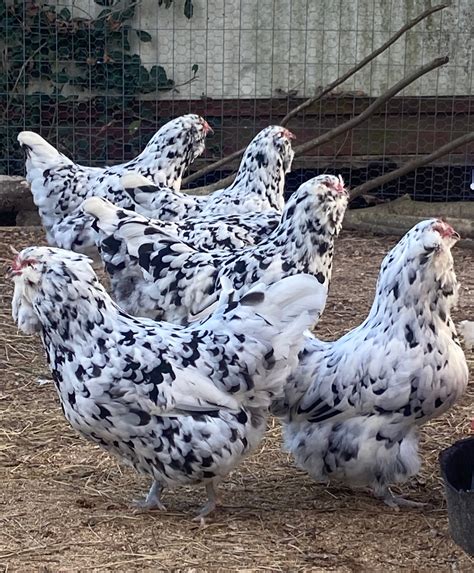 Ermine Ameraucana Hatching Eggs Classy Cluckers Eggs And Poultry