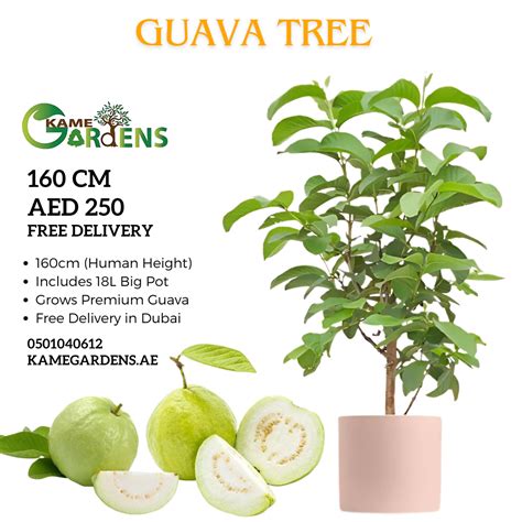 Psidium Guajava ‘guava Tree Kame Gardens