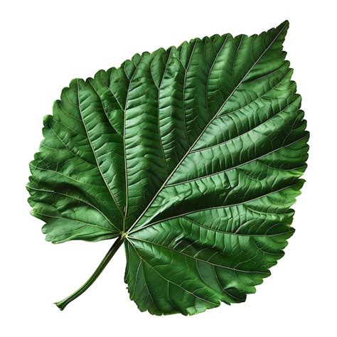 Premium Photo Isolated Hibiscus Leaf With Lobed Leaf Shape And Dark