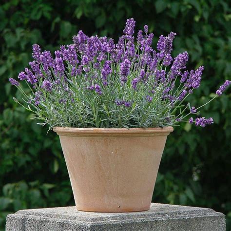 How To Care For English Lavender Mastering Water Sunlight And More