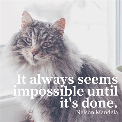 17 Meowtivational Quotes Brought To You By Beautiful Cats Cats Cat Mom Beautiful Cats