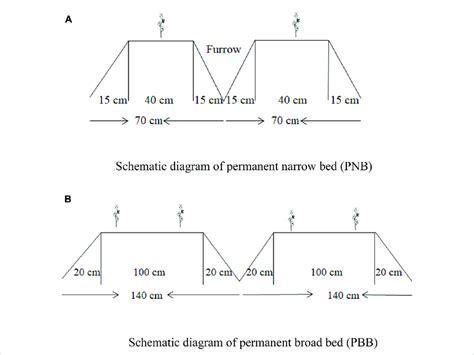 A Schematic Diagram Of Permanent Narrow Bed Pnb B Schematic