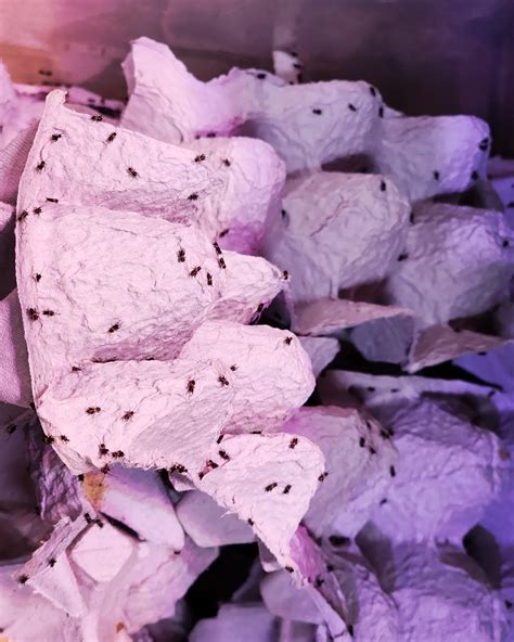 아마쥬 아름다운 블루 컬러 Eucb 블루라인 프라시나 아마쥬 입고😉 일반 블루 프라시나도 같이 수입들어와서 비교 사진 해보니 차이가 크긴 하네요😉👍 블루라인