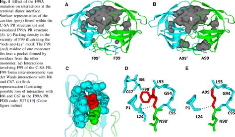 Effect Of The F99a Mutation On Interactions At The Terminal Dimer