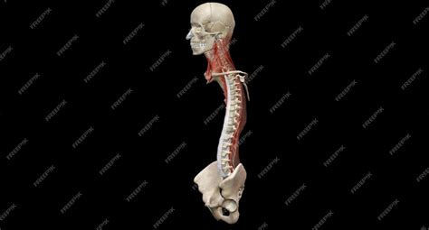 Premium Photo The Cervical Spine Neck Region Consists Of Seven Bones C1c7 Vertebrae Which Are