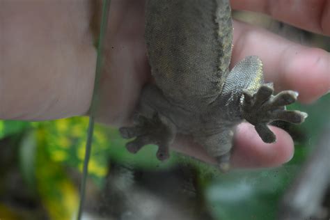 Sex Of My Gecko R Geckos