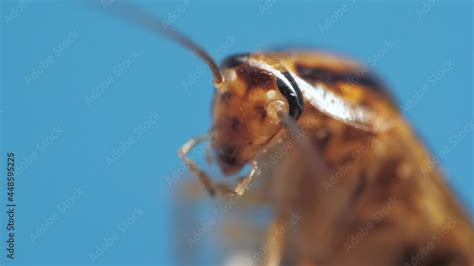 Macro View Of Brown Cockroach Moving Its Legs And Antennas On Blue