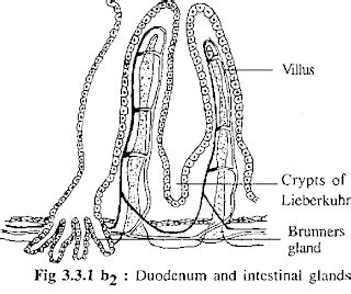 Crypts Of Lieberkuhn Diagram
