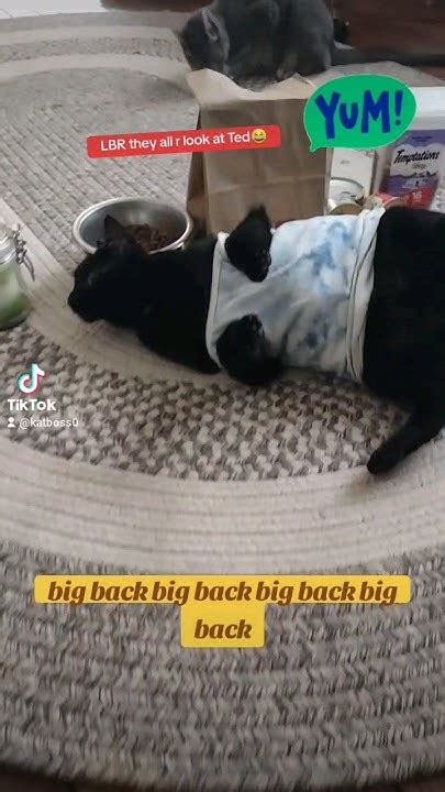 Big Back Big Cat Cats Memes Shorts Fyp Viral Dinosaur Big Youtube