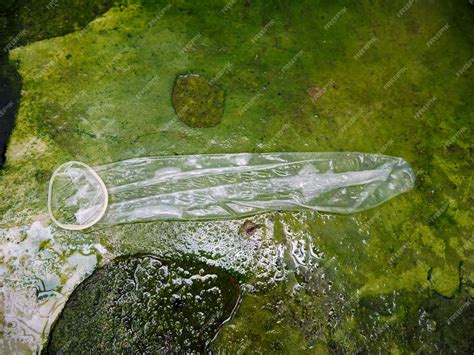 苔むしたゴミ捨て場の床にある使用済みコンドーム セーフ セックスに関するイメージ コンセプト Premium写真