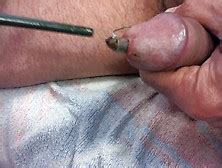 Insect Tube Search 491 Videos