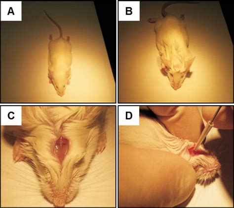 Figure 2 From Development Of A Novel Frontal Bone Defect Mouse Model For Evaluation Of