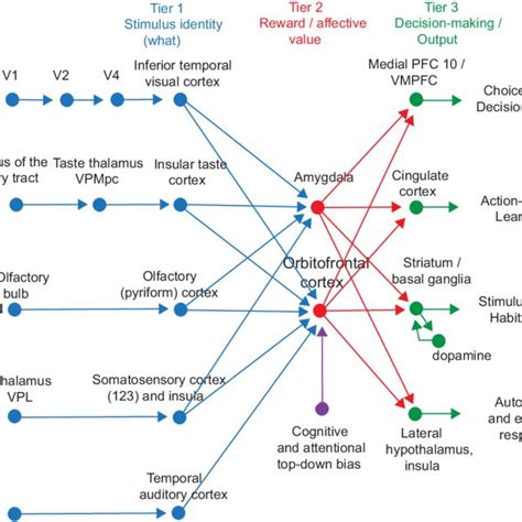 Schematic Diagram Showing Some Of The Gustatory Olfactory Visual And Download Scientific