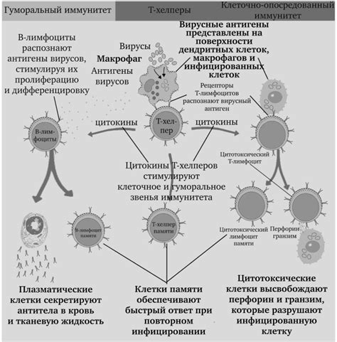 Противовирусный иммунитет ИММУНОЛОГИЯ