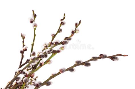 Pussy Willow Twigs Stock Image Image Of March Nature 67897303