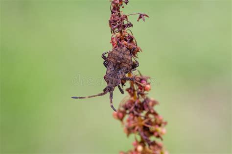 Nymph Of Dock Bug On Grass Stock Image Image Of Insect 137612557