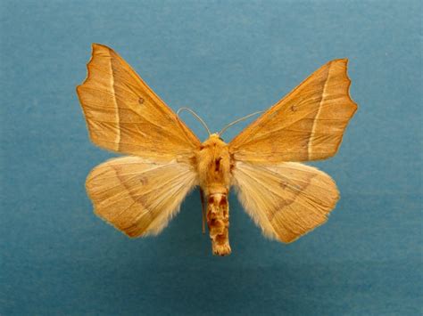 エグリヅマエダシャク Odontopera arida arida 島根大学標本資料類データベース