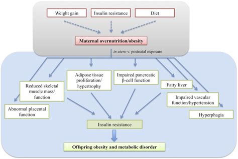 Frontiers Developmental Programming In Response To Maternal Overnutrition