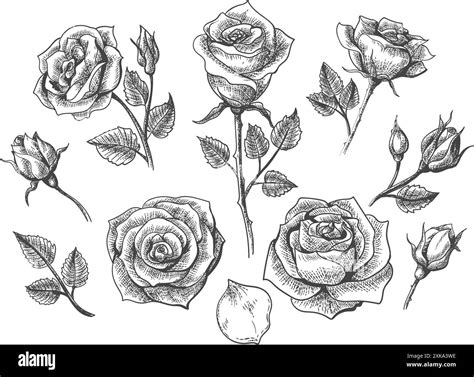 Hand Drawn Rose Sketch Stock Vector Image And Art Alamy