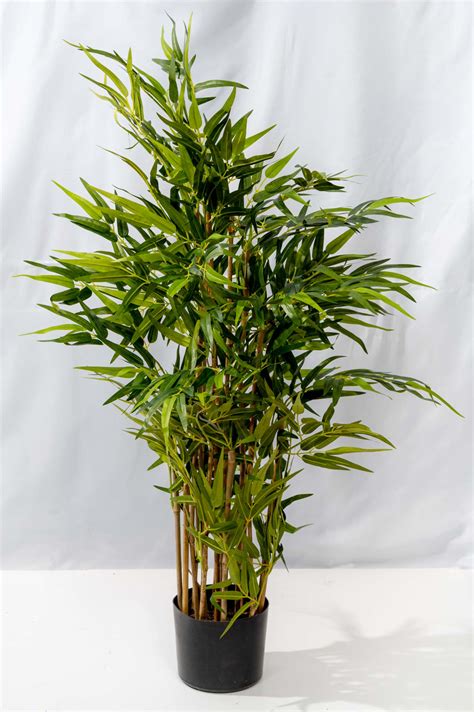 ბამბუკს ფართო საქართველოს ნერგები Seedlings Of Georgia Facebook