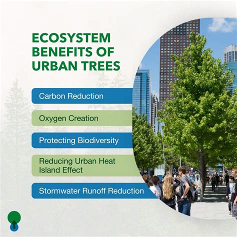 Explore The Incredible Ecosystem Benefits That Trees Bring To Our Urban