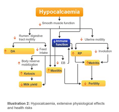 New Active D Bolus Solution For Early Lactation Support In Cows