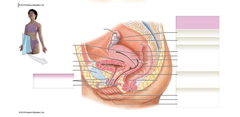 Female Groin Area