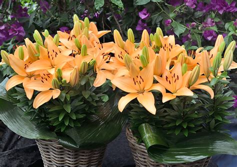 Tiny Moon Zabo Plant