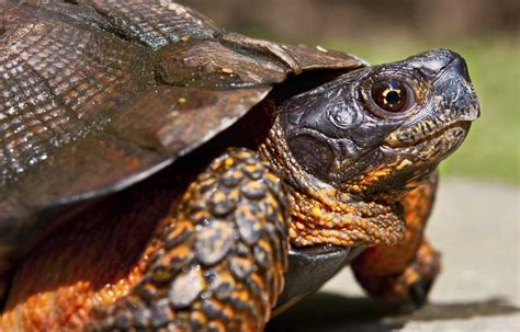 Les Tortues Deau Douce Hinterland Whos Who