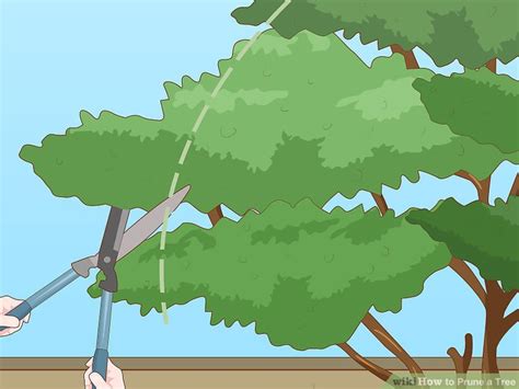 How To Prune A Tree Steps With Pictures WikiHow