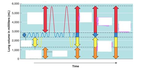 Spirometry Diagram Quizlet