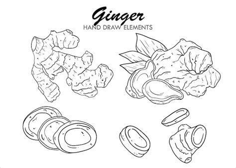 Premium Vector Black Ginger Hand Drawn Element On White Background
